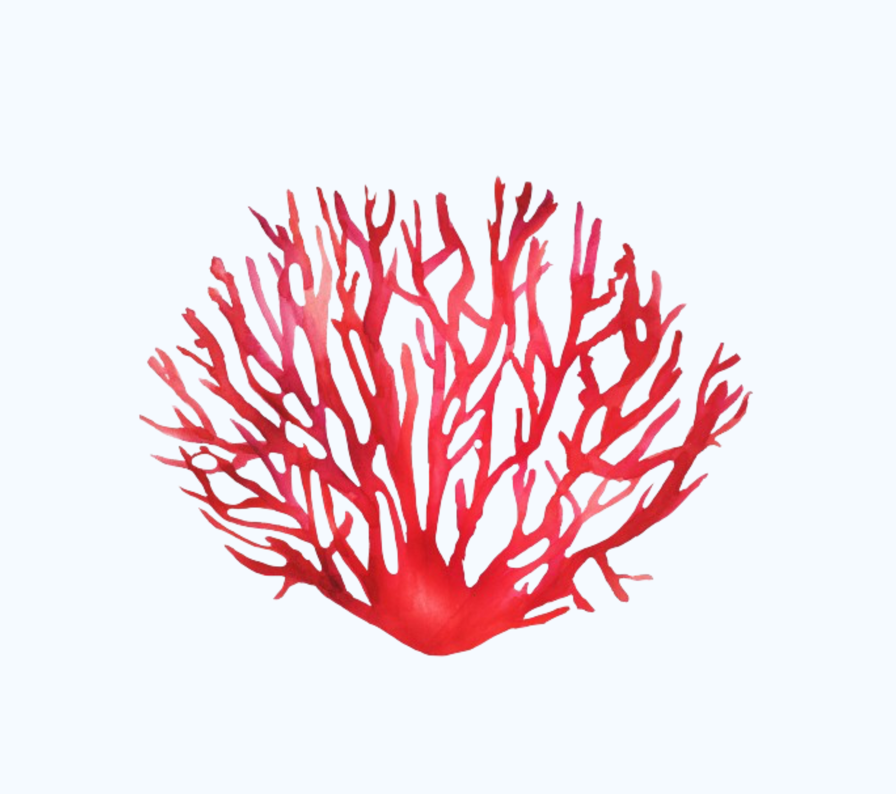 L'Algue Rouge en cosmétique : Le secret beauté de votre peau – Le Rivage